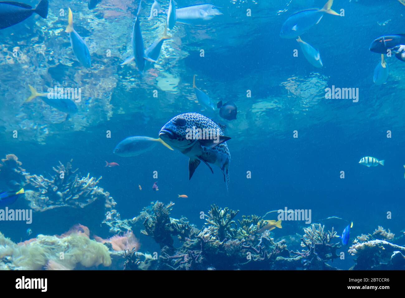 Underwater fish marine life hi-res stock photography and images - Alamy