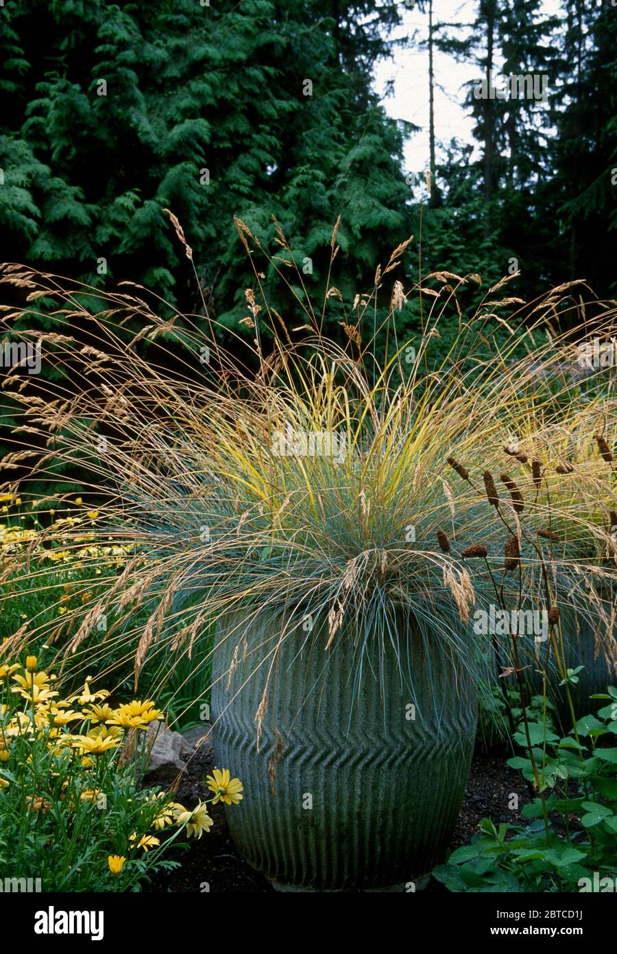 Ornamental grass in container hi-res stock photography and images - Alamy