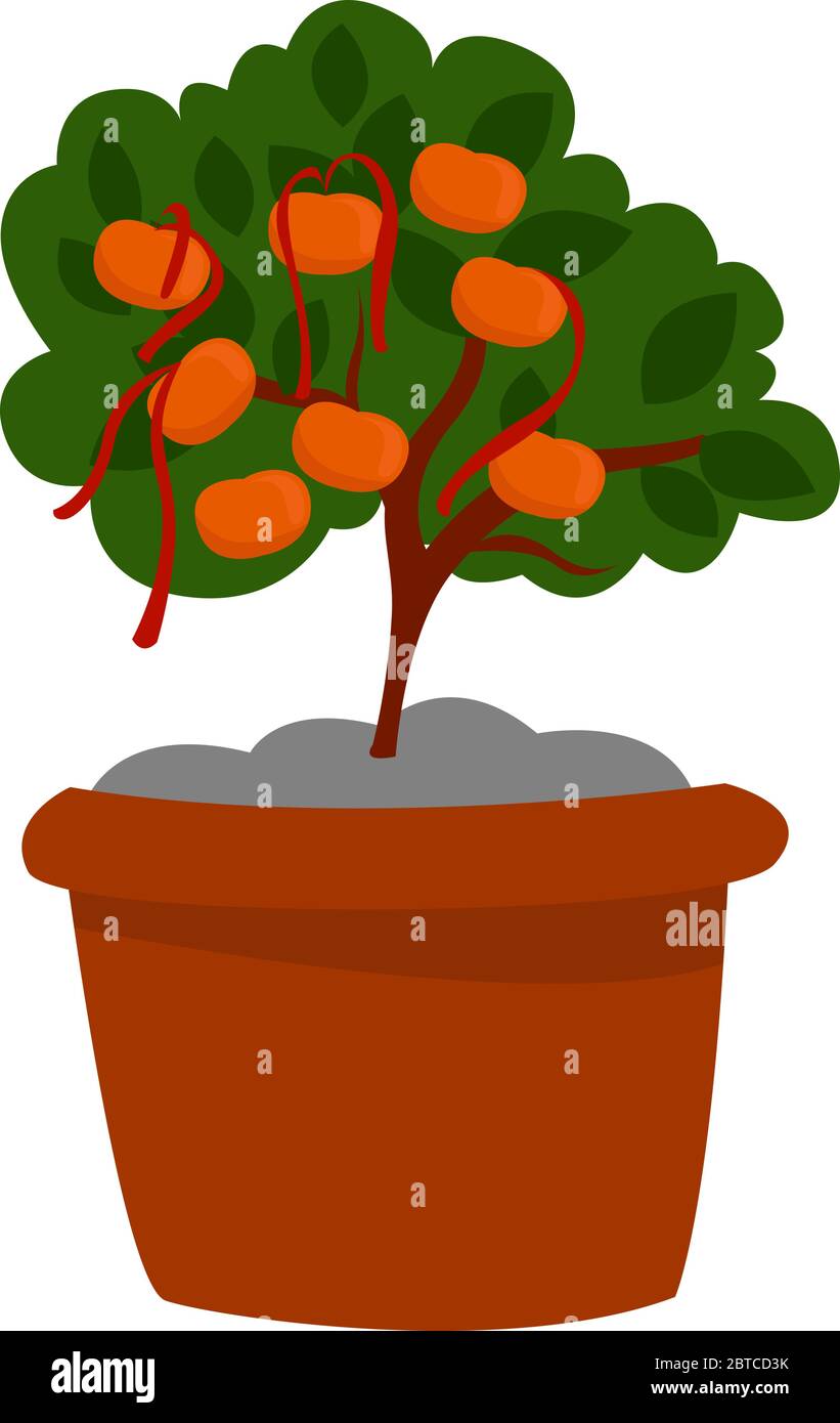 Tangerine tree , illustration, vector on white background Stock Vector ...