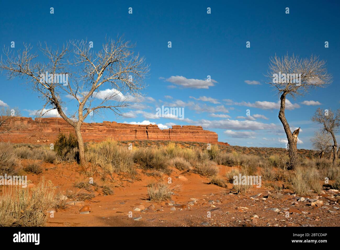 UT00610-00...UTAH - Cottonwoods lineing a dry wash in the early spring ...