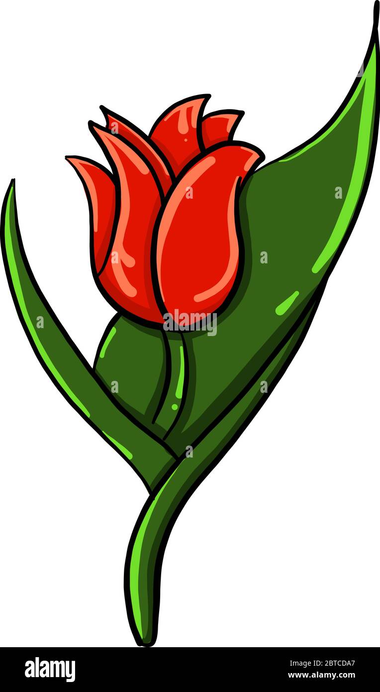 Red tulip flower , illustration, vector on white background Stock ...