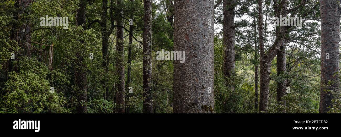 A panorama of kauri forest, Northland, New Zealand, September 2019 ...