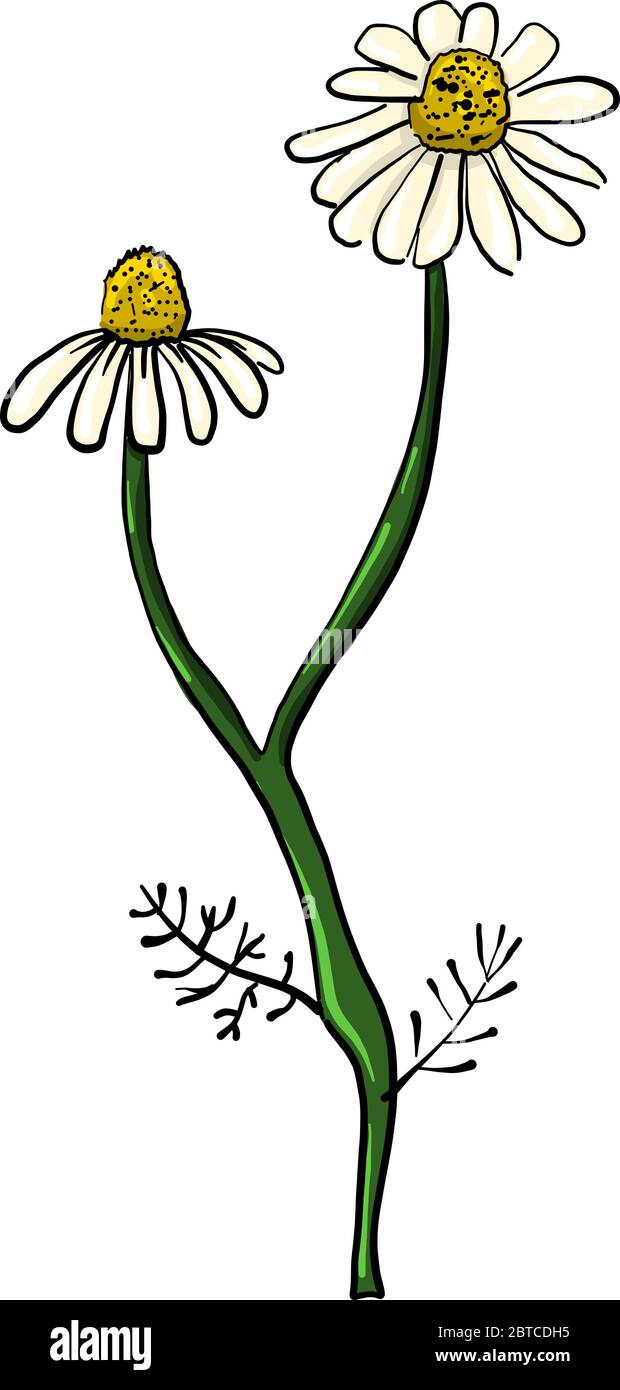 Two daisies flower , illustration, vector on white background Stock ...