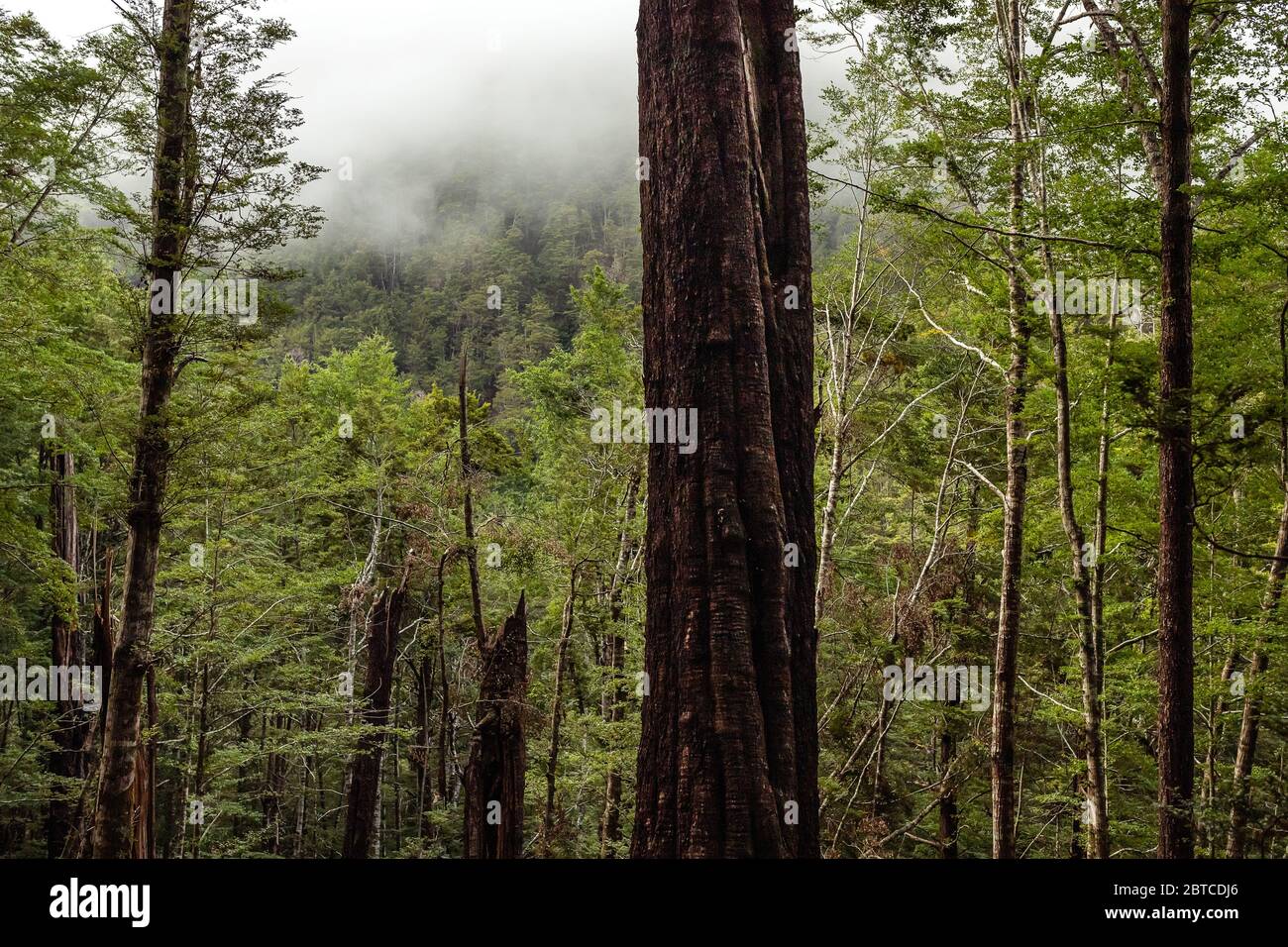 Greenstone new zealand hi-res stock photography and images - Alamy