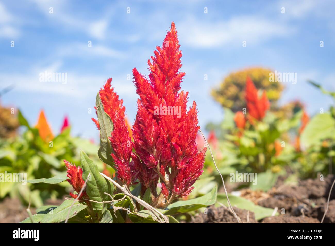 Red Cockscomb Flower or Celosia Argentea and Green Leaves in Garden on ...