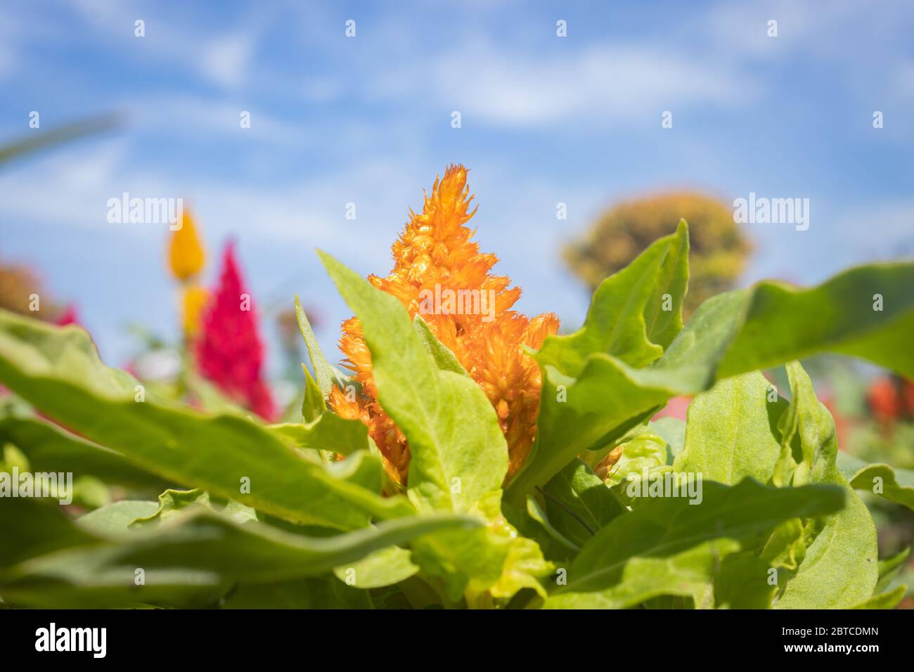 Yellow Cockscomb Flower or Celosia Argentea and Green Leaves in Garden ...