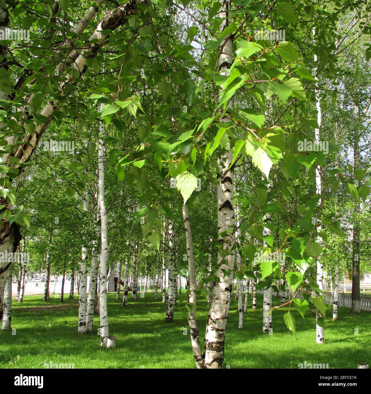 Siberia birch trees hi-res stock photography and images - Alamy