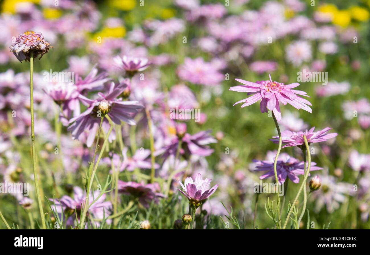 Pink Chrysanthemum or Mums Flowers on Green Leaves Background in Garden ...