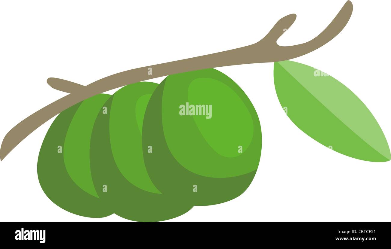 Avocado on the tree Stock Vector Images - Alamy