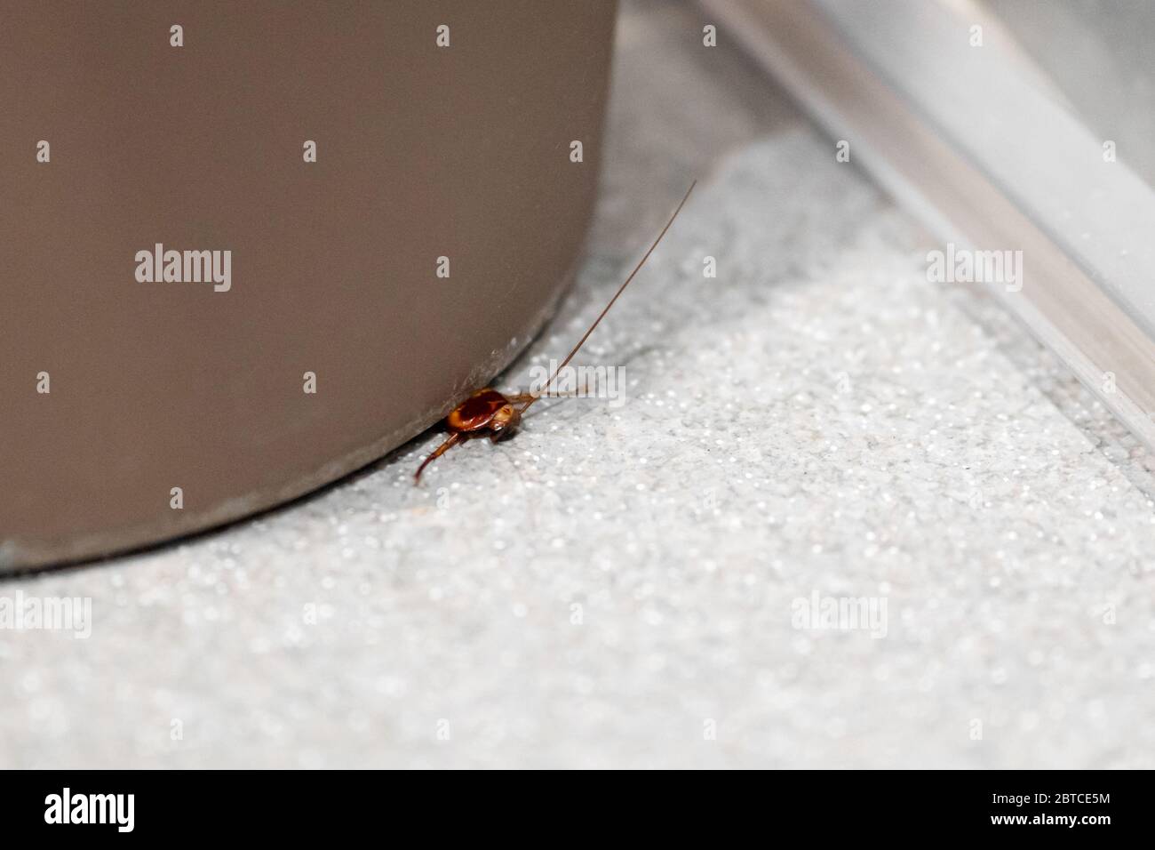 A cockroach peeks out from under the bin. Insect pests in the house ...