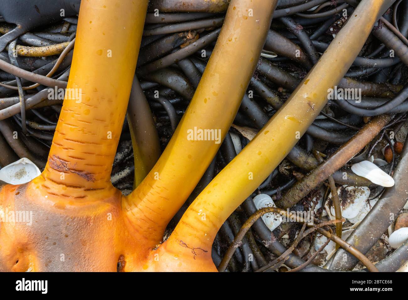 Seaweed close up, Stewart Island, New Zealand, February 2020 Stock ...