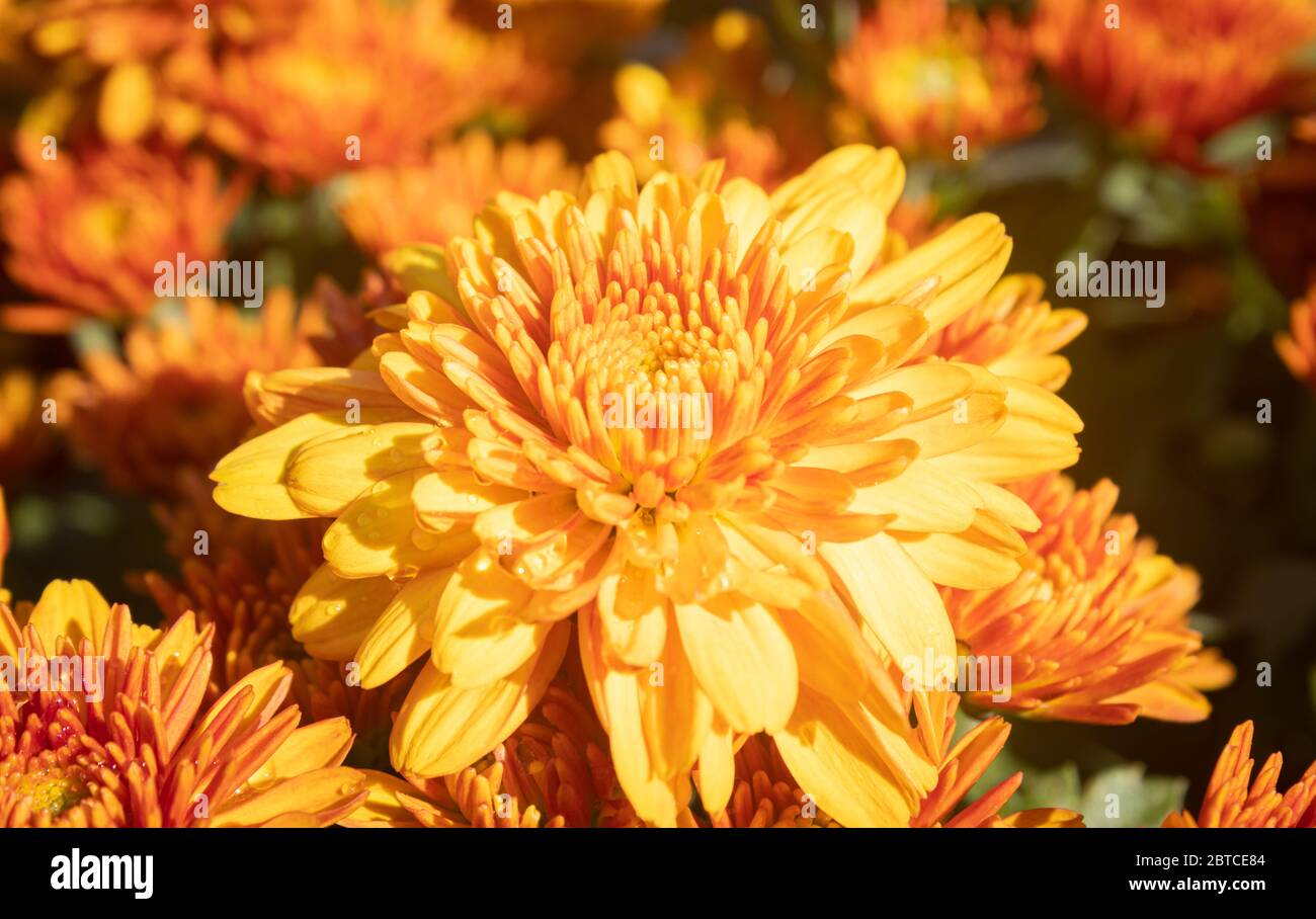 Orange Chrysanthemum or Mums Flowers on Green Leaves Background in ...