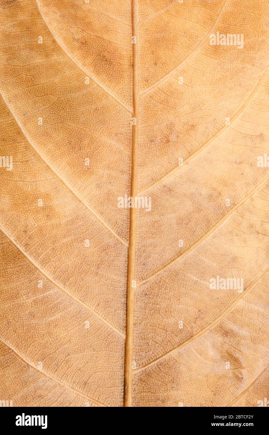 Macro Photo Of Natural Dry Leaf Pattern as background Stock Photo - Alamy