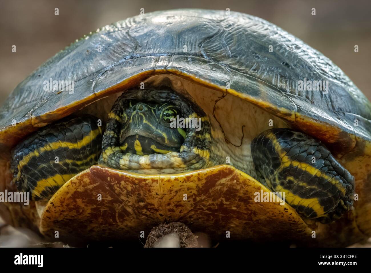 River cooter hi-res stock photography and images - Alamy