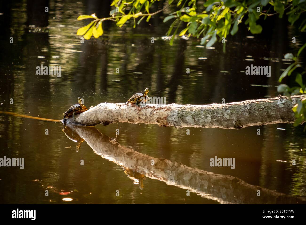 River cooter hi-res stock photography and images - Alamy