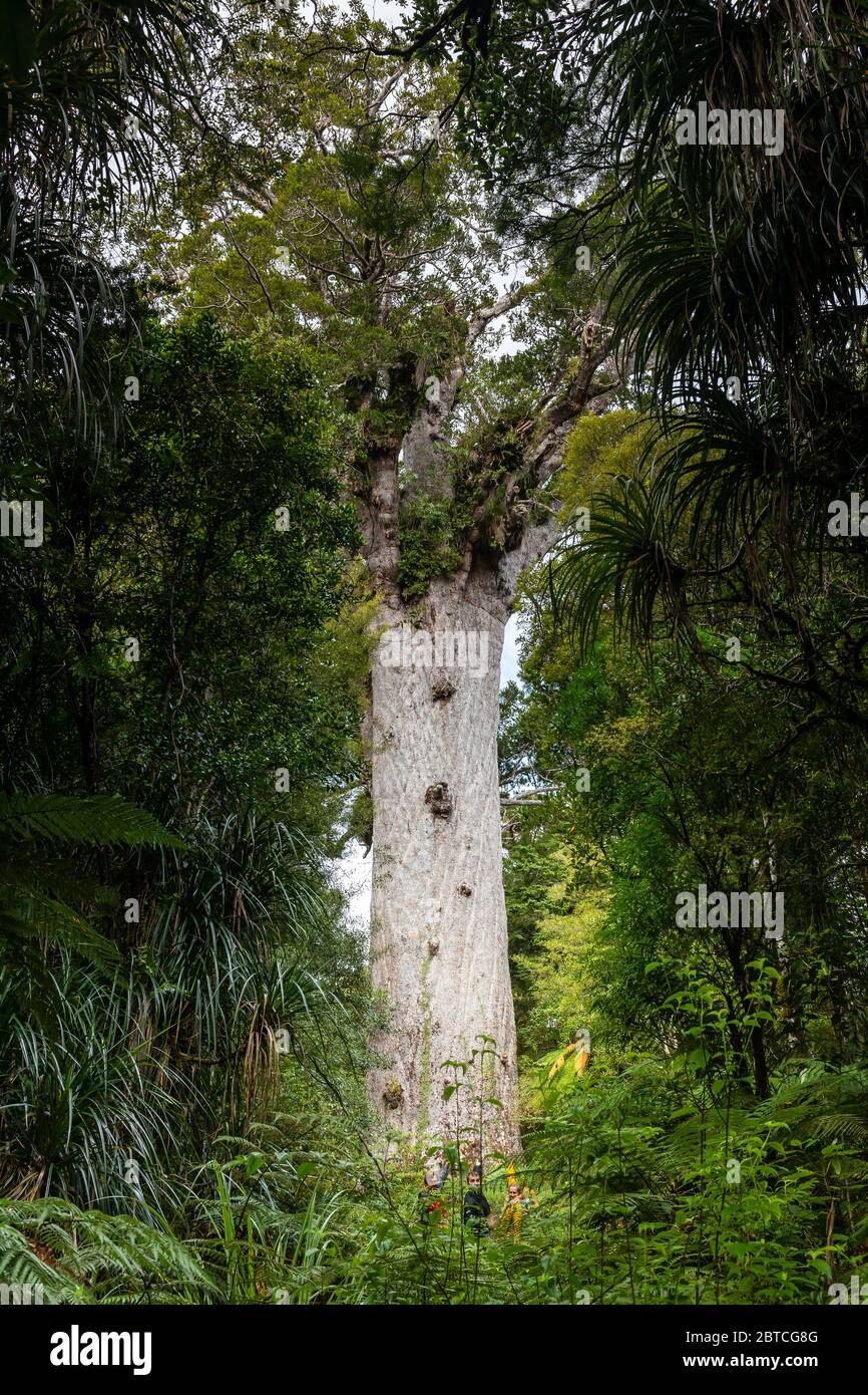 Biggest tree hi-res stock photography and images - Alamy