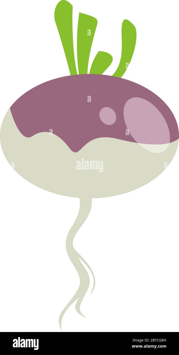 Fresh turnip, illustration, vector on white background Stock Vector ...