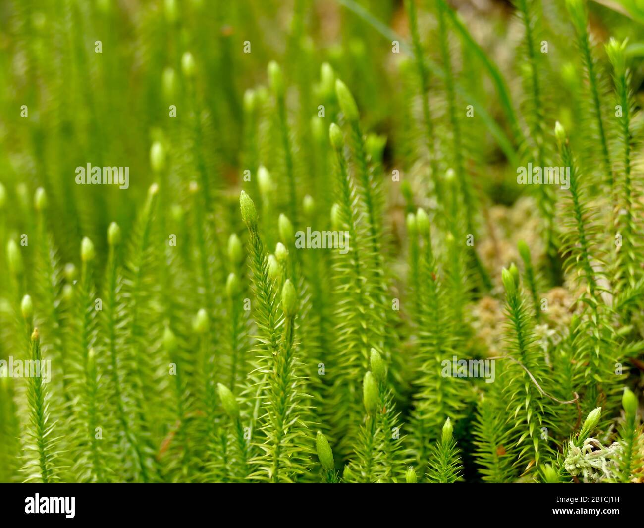 Fir moss in a german forest with flower in spring hi-res stock ...
