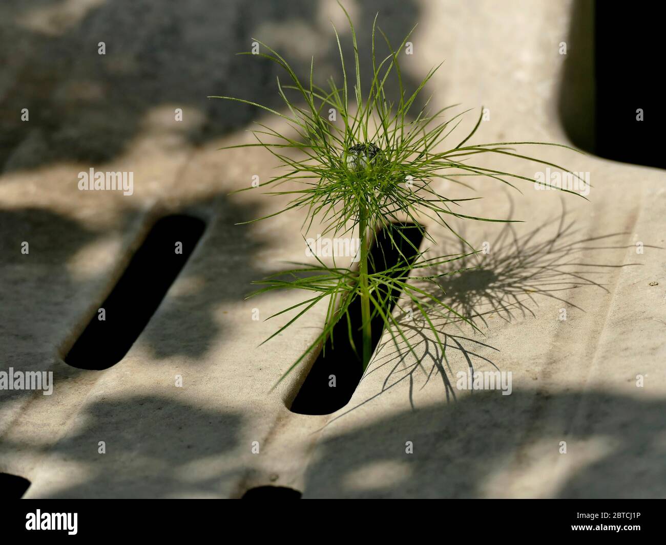 Black cumin growing hi-res stock photography and images - Alamy