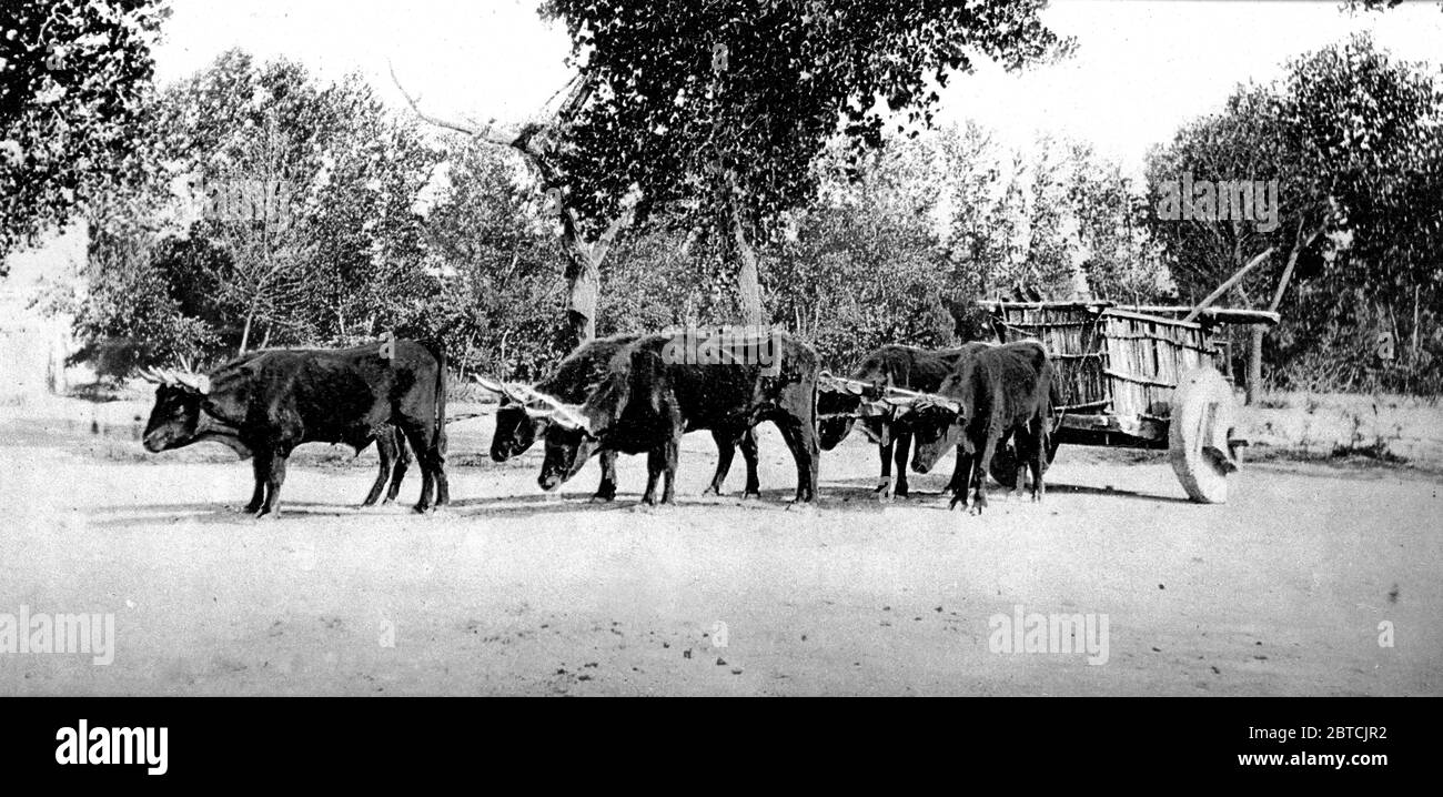 Color Photographs From The 1900s