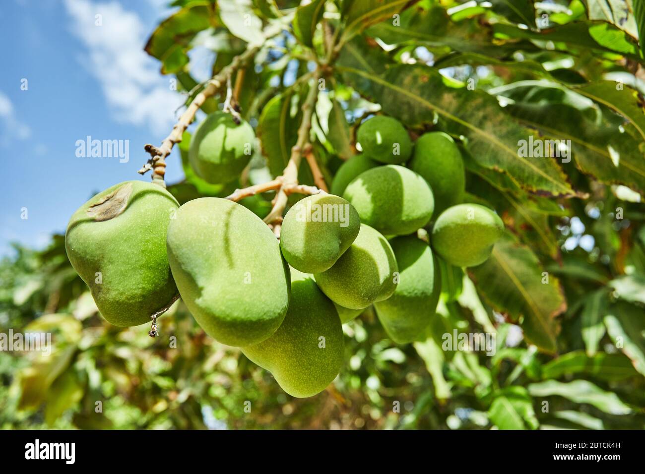 Beautiful and fresh green unripe mangoes on a branch in the summer ...