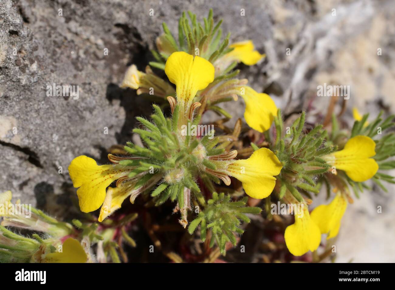 Ground pine hi-res stock photography and images - Alamy