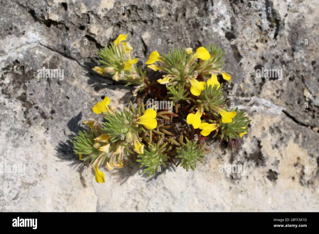 Ground pine hi-res stock photography and images - Alamy