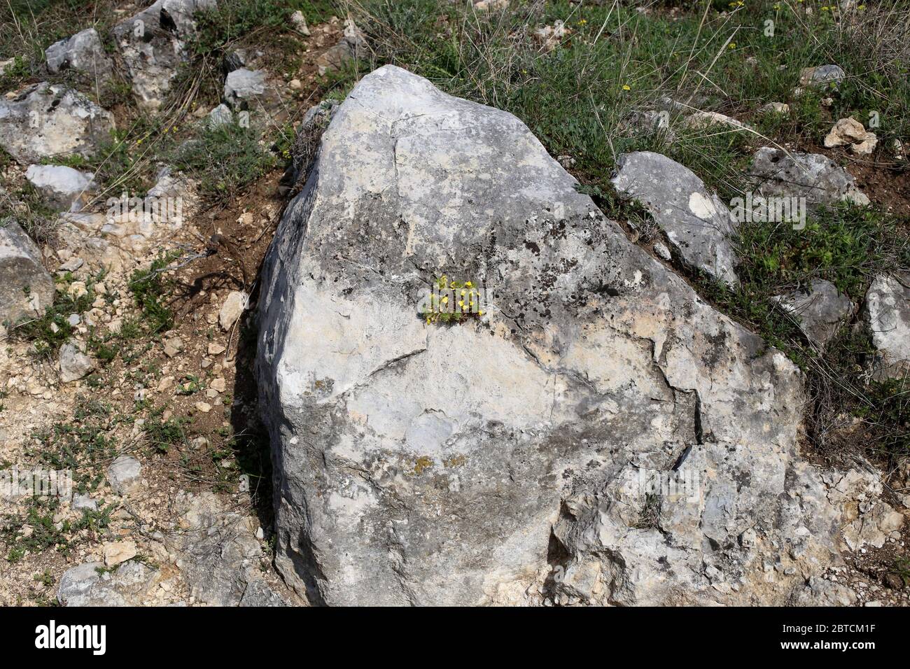 Ground pine hi-res stock photography and images - Alamy