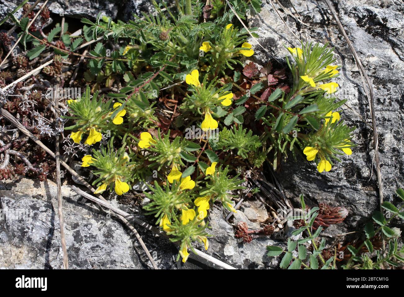 Ground pine hi-res stock photography and images - Alamy