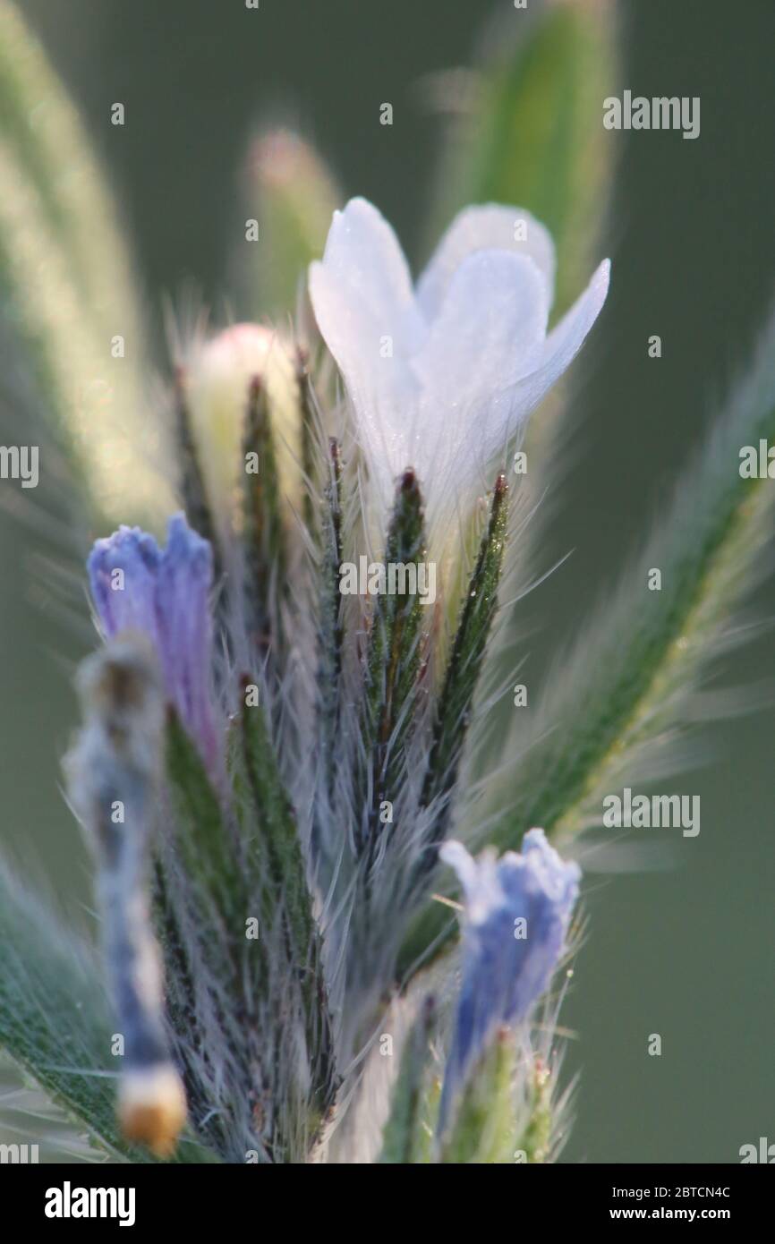 Buglossoides glandulosa - Wild plant shot in the spring Stock Photo - Alamy