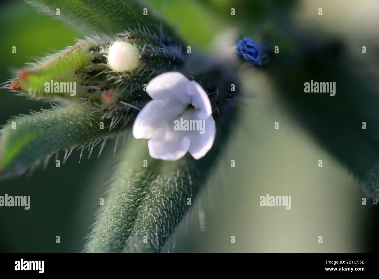Buglossoides hi-res stock photography and images - Alamy
