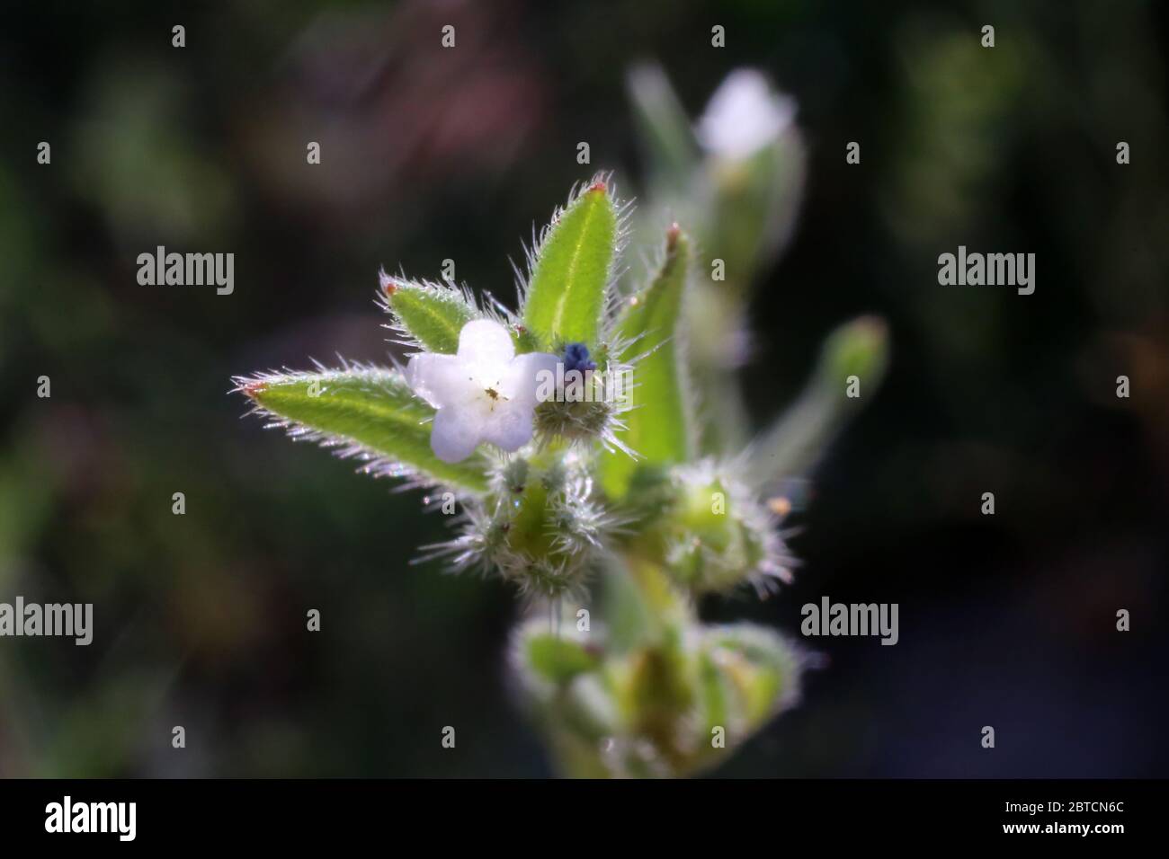 Buglossoides glandulosa - Wild plant shot in the spring Stock Photo - Alamy