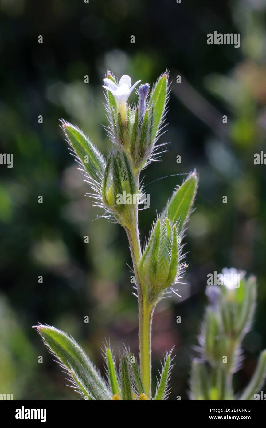 Buglossoides hi-res stock photography and images - Alamy