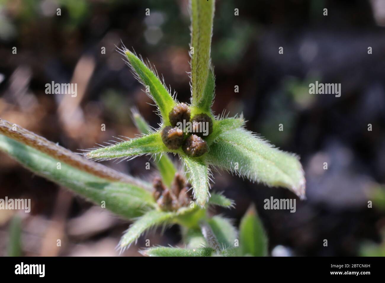 Buglossoides hi-res stock photography and images - Alamy
