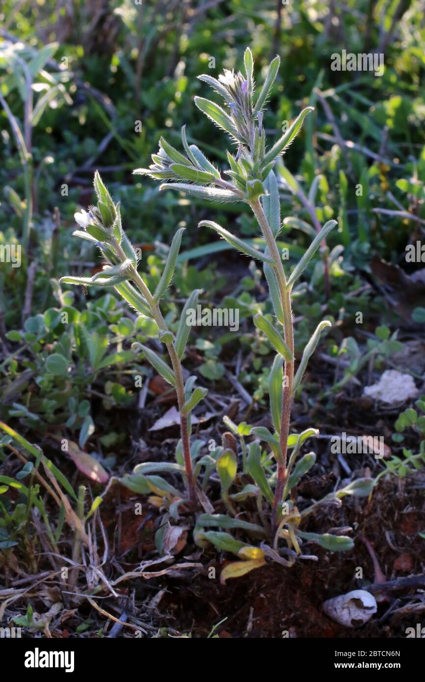 Buglossoides glandulosa - Wild plant shot in the spring Stock Photo - Alamy