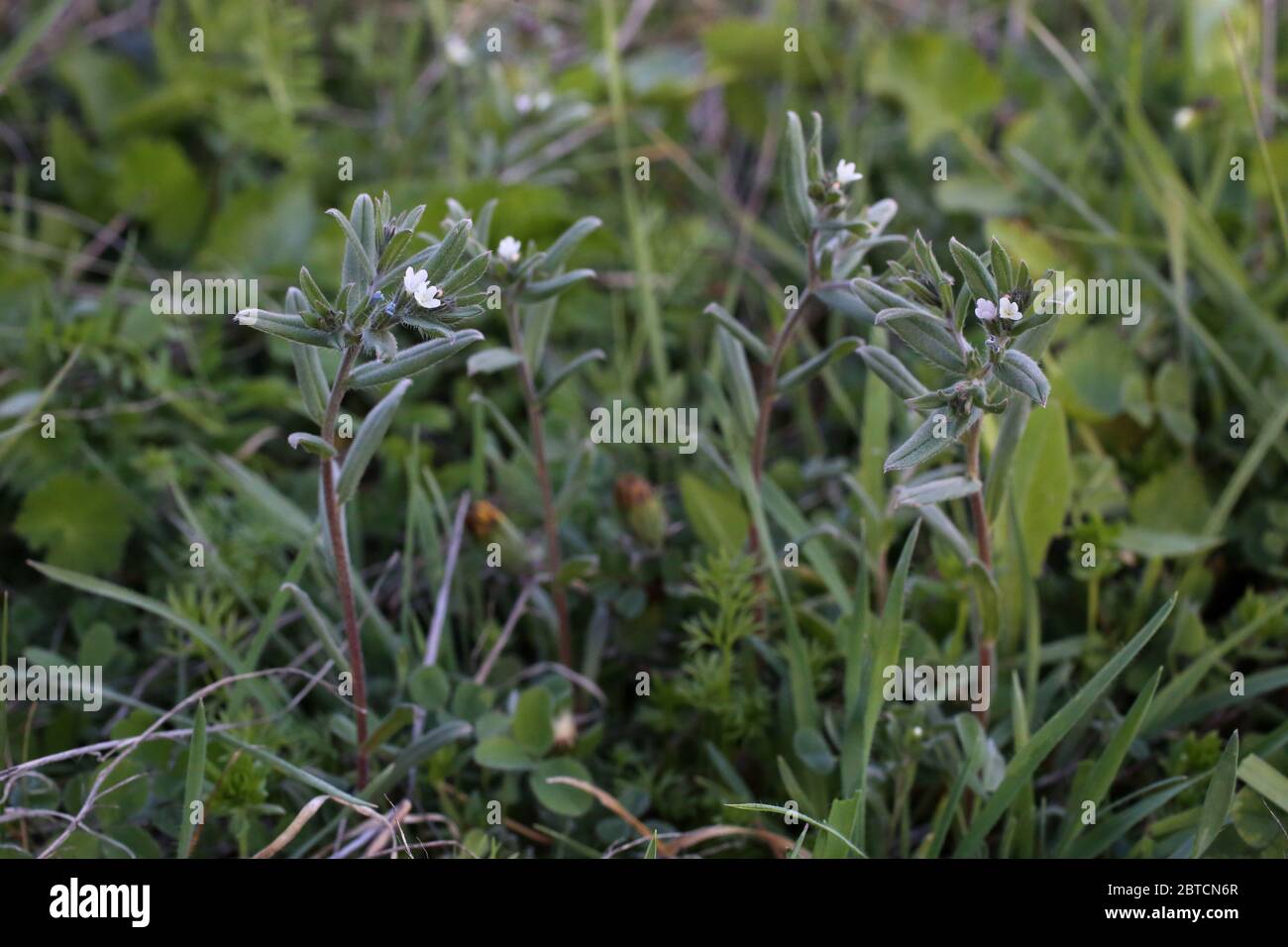 Buglossoides hi-res stock photography and images - Alamy