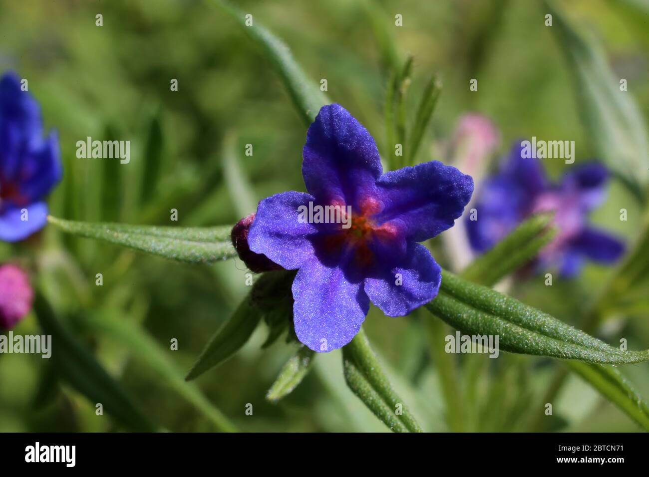 Buglossoides purpurocaerulea hi-res stock photography and images - Alamy