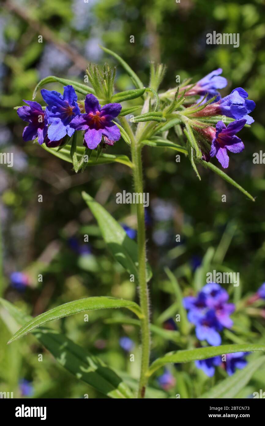 Buglossoides purpurocaerulea, Blue Gromwell. Wild plant shot in the ...