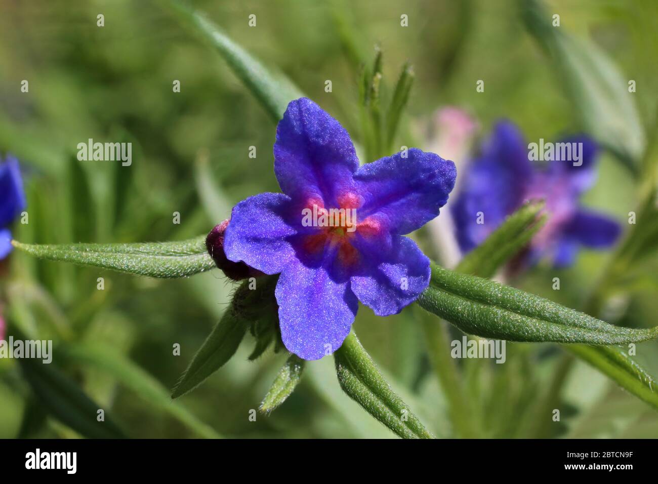 Buglossoides purpurocaerulea, Blue Gromwell. Wild plant shot in the ...