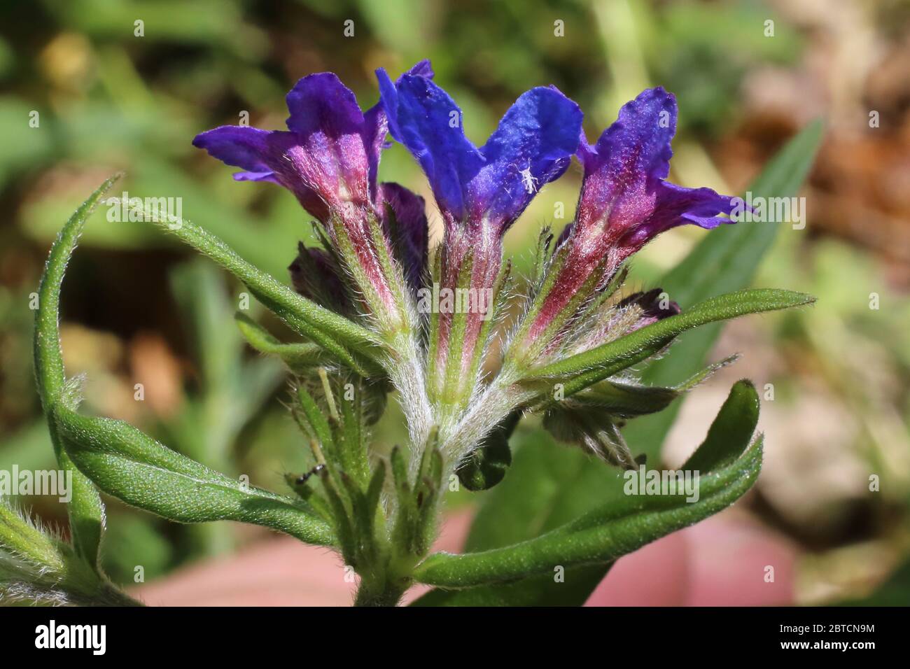 Buglossoides purpurocaerulea, Blue Gromwell. Wild plant shot in the ...