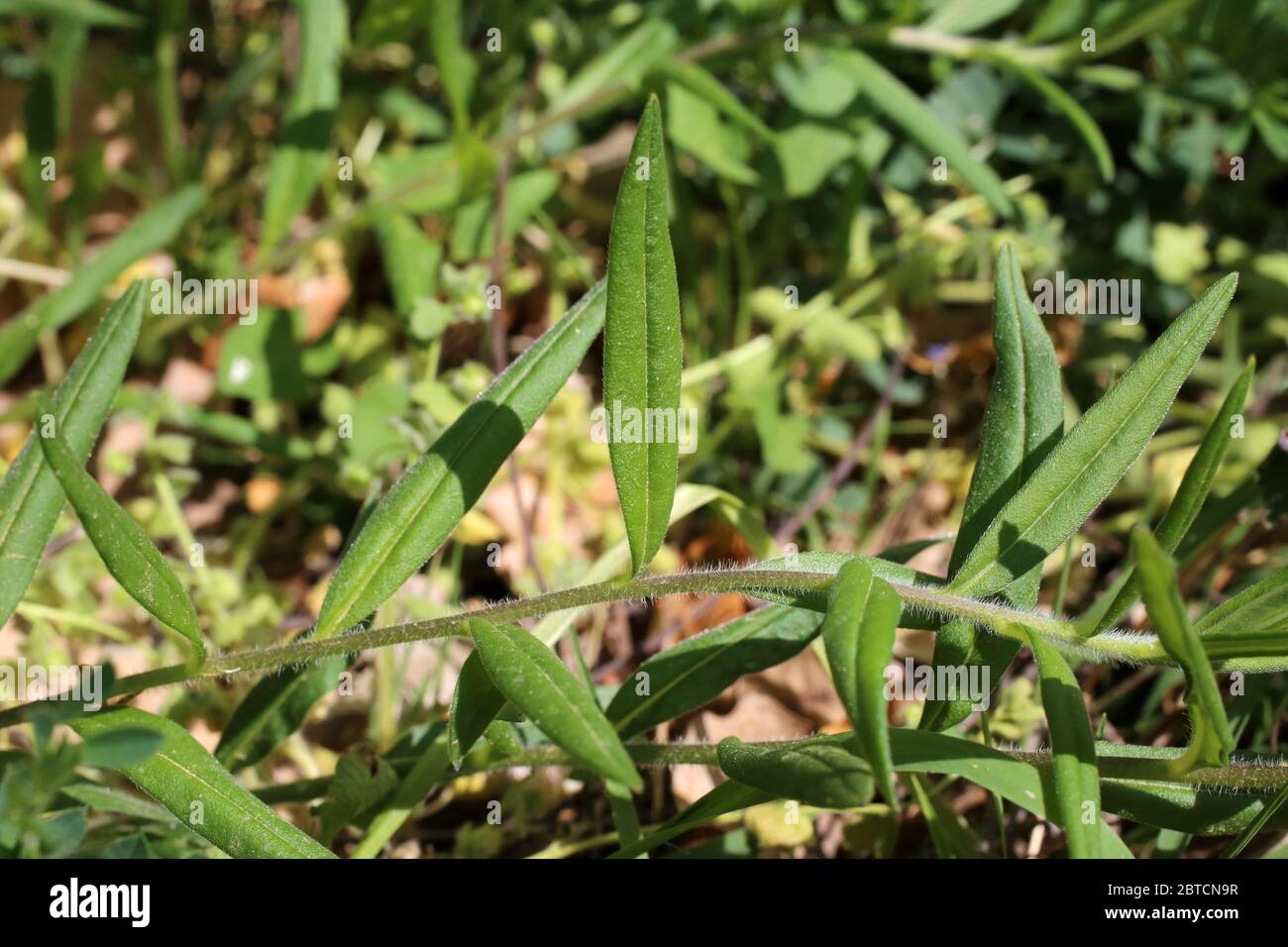 Buglossoides purpurocaerulea, Blue Gromwell. Wild plant shot in the ...