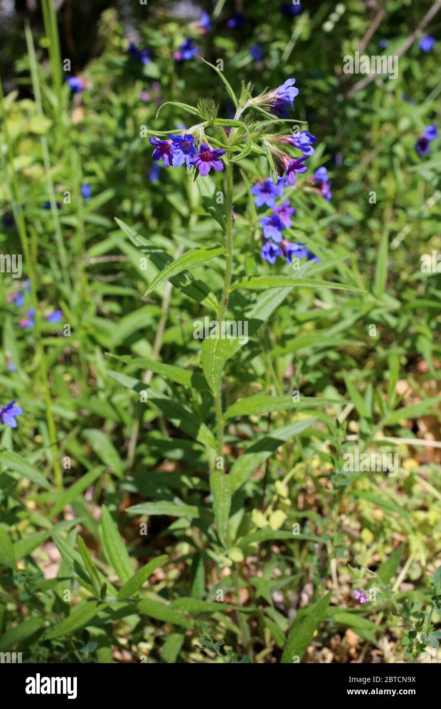Buglossoides purpurocaerulea, Blue Gromwell. Wild plant shot in the ...