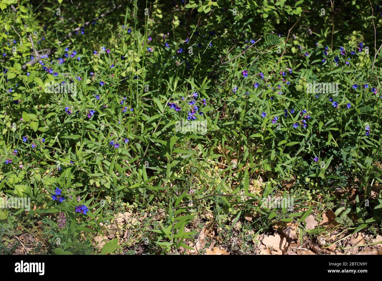 Buglossoides purpurocaerulea, Blue Gromwell. Wild plant shot in the ...
