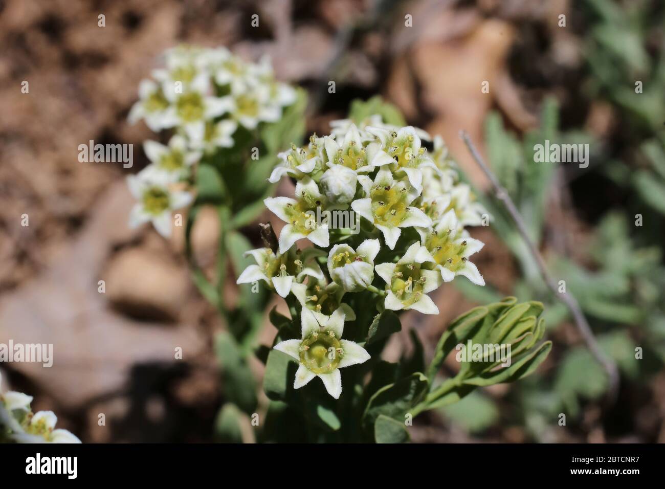 Comandra elegans - Wild plant shot in the spring Stock Photo - Alamy