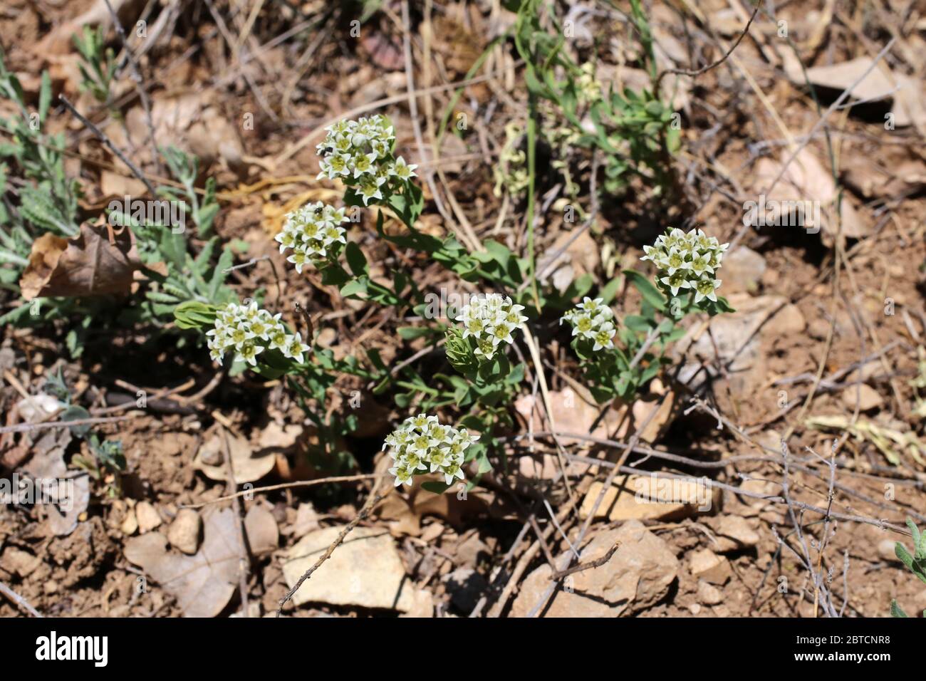 Comandra elegans - Wild plant shot in the spring Stock Photo - Alamy