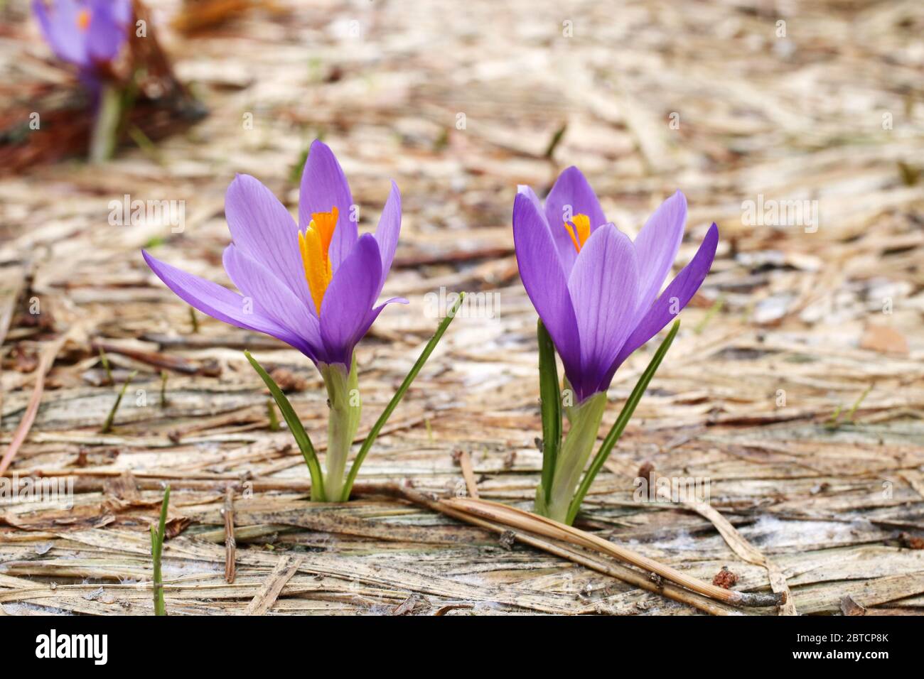 Crocus veluchensis - Wild plant shot in the spring Stock Photo - Alamy