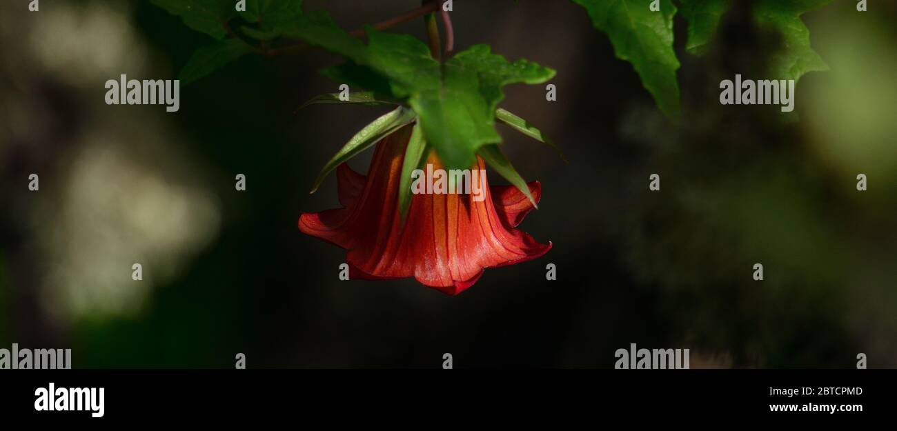 Beautiful Bicacaro flower, endemic plant of Canary islands, Canarina ...