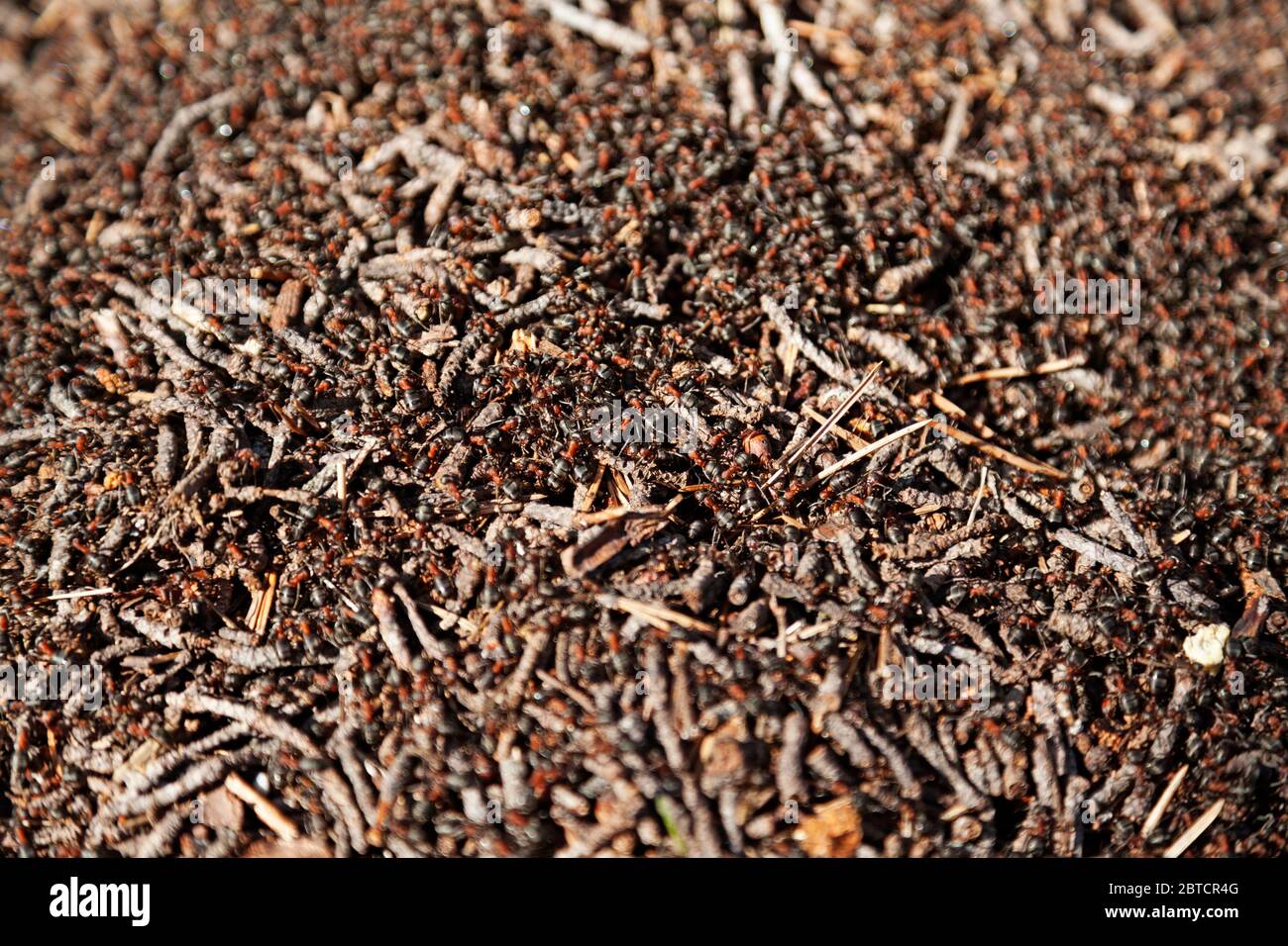 lots of red and black ants in an ant hill Stock Photo - Alamy