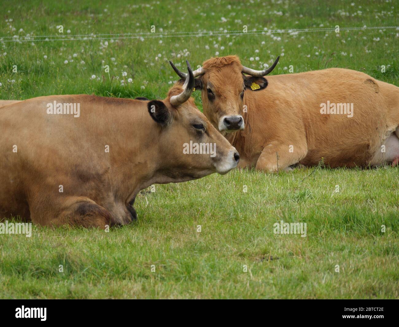 many cows in germany Stock Photo - Alamy