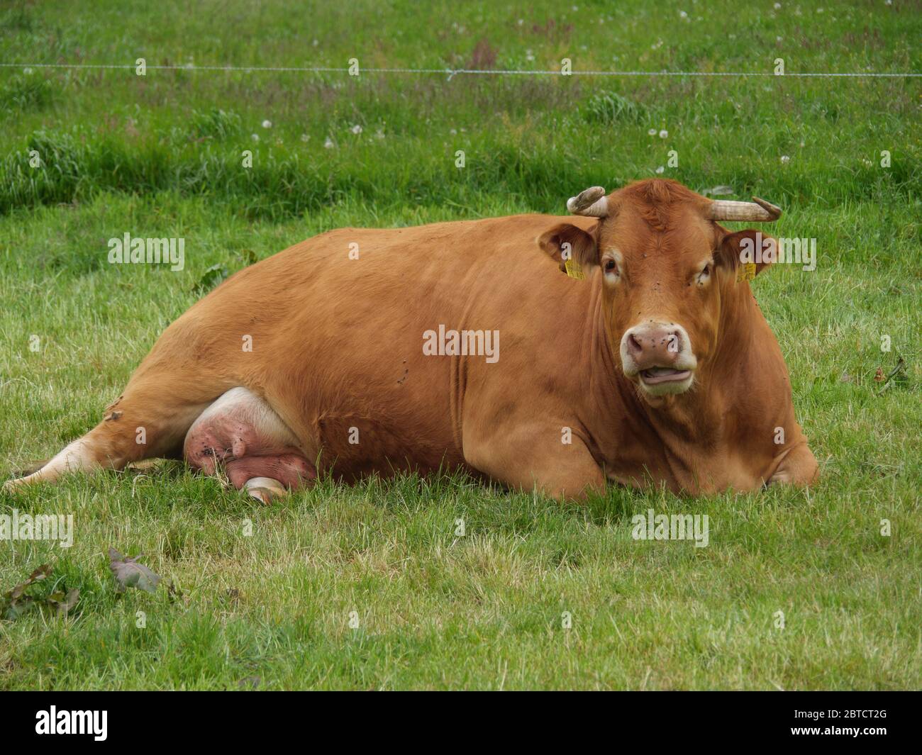many cows in germany Stock Photo - Alamy